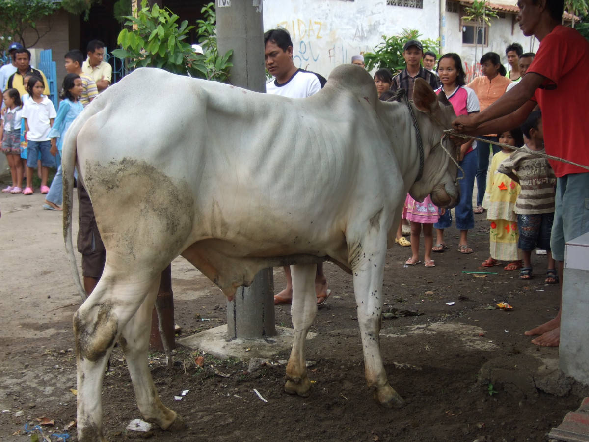 Tradisi Merawat Sapi Meugang sebagai Simbol Kehormatan Pria di Aceh