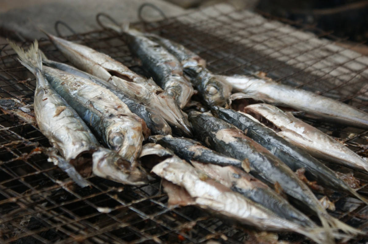Heboh Ribuan Ikan Mati Terdampar di Pesisir Ternate, Akibat Pencemaran?