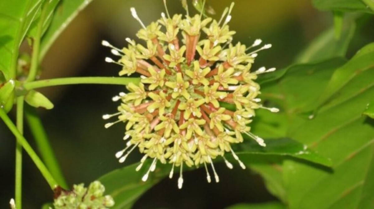 Gambir, Tanaman Obat Lokal yang Penuh Khasiat