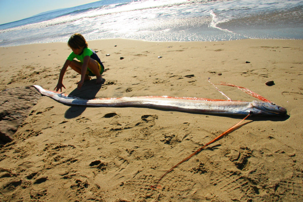 Mitos Kemunculan Ikan Oarfish, Benarkah Dikaitkan dengan Tanda Bencana? Mitos Kemunculan Ikan Oarfish, Benarkah Dikaitkan dengan Tanda Bencana?