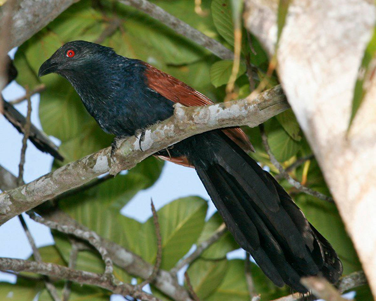 Mengenal Ragam Jenis Burung Bubut, Si Anggun Bermata Merah yang Mempesona