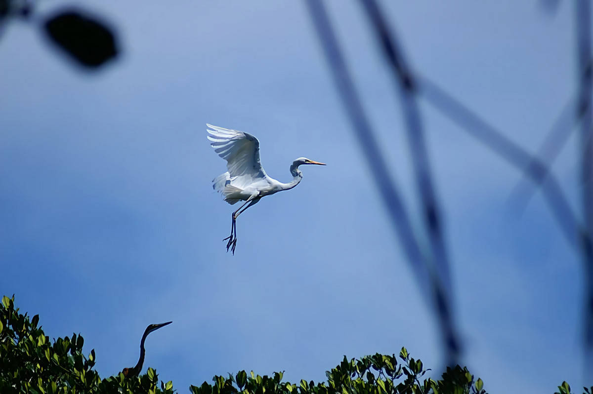 Pulau Rambut, Surga bagi Burung-Burung Air Langka di Dunia
