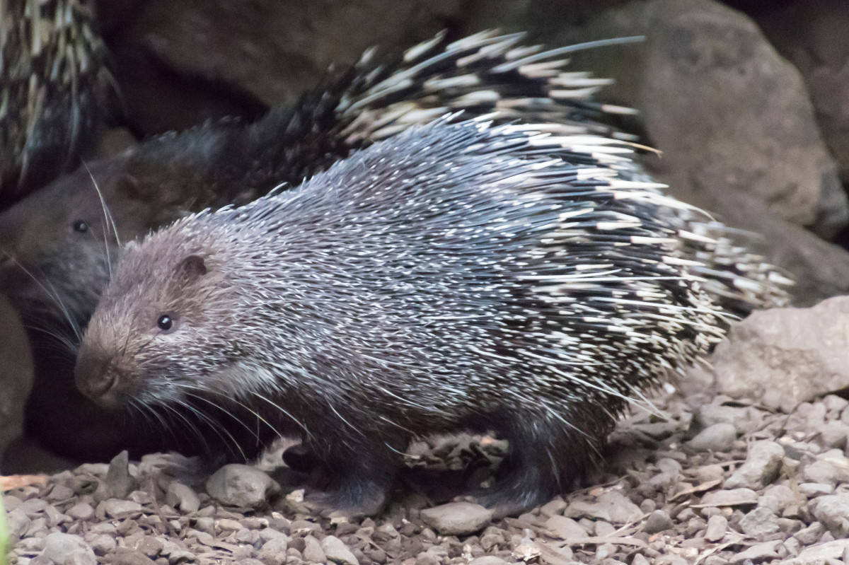 Landak Jawa yang Terancam karena Mitos Kesaktian Batu Mustika