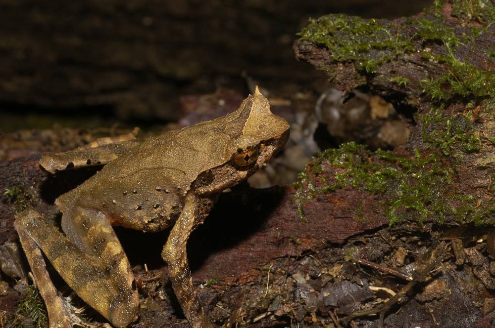 Selamat Datang Jenis Baru Katak Bertanduk Lancip