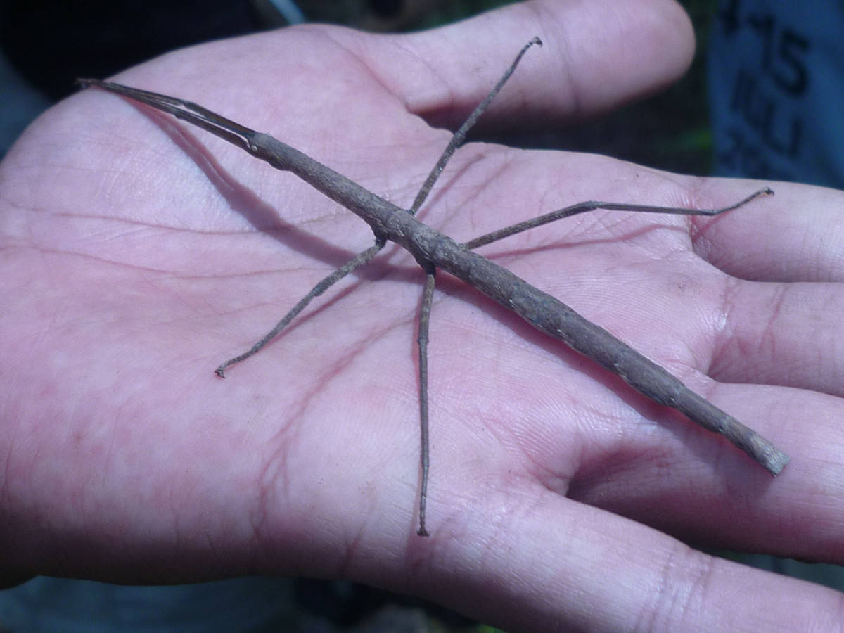 Belalang Ranting yang Tergambar di Situs Megalitik Tutari Papua ...