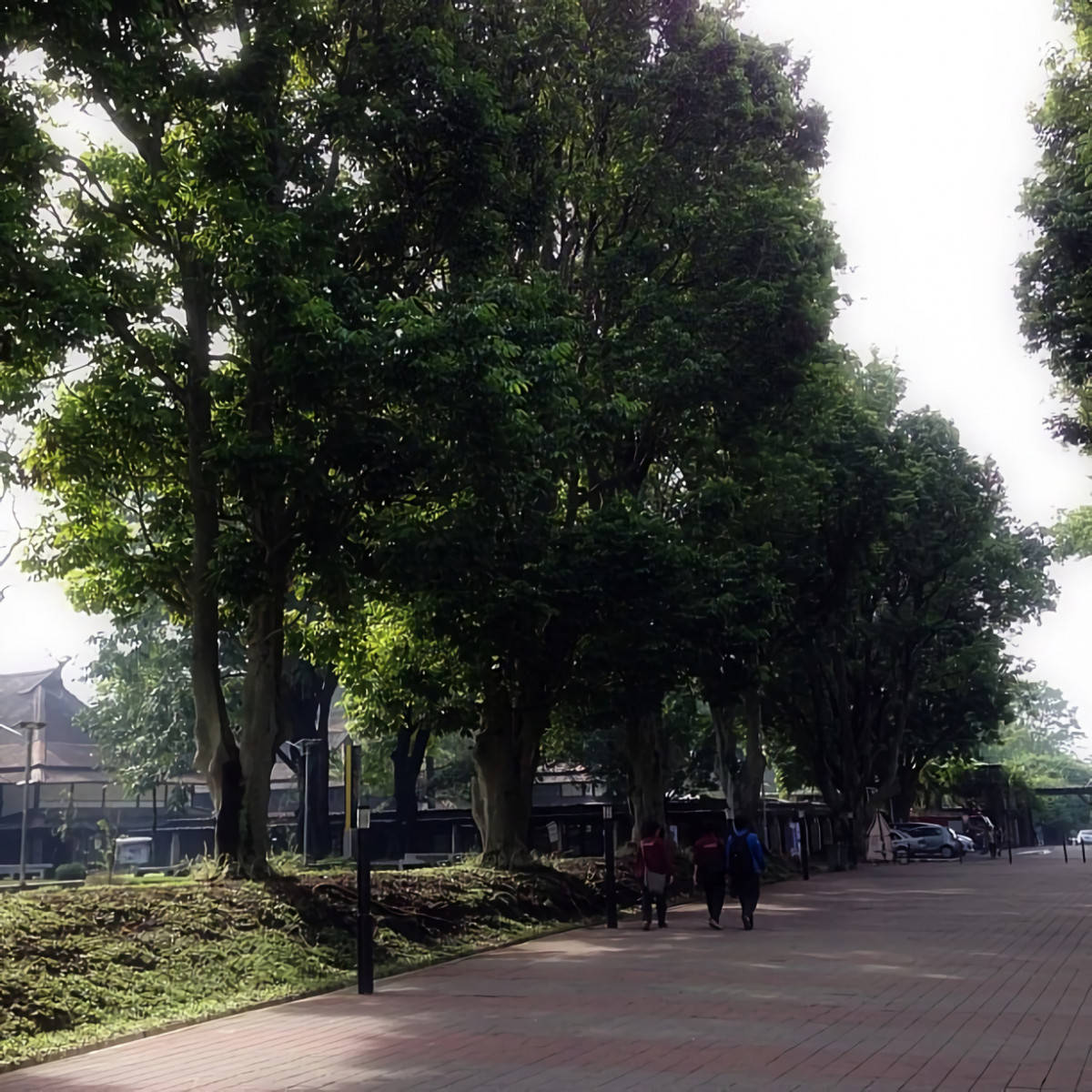 Cerita Pohon Kenari yang Selimuti Kota Bogor Selama Ratusan Tahun