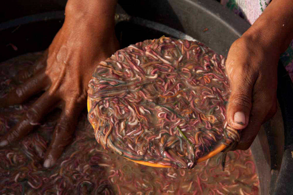 Asal Usul Munculnya Tradisi Menangkap Cacing Laut di Masyarakat Lembata
