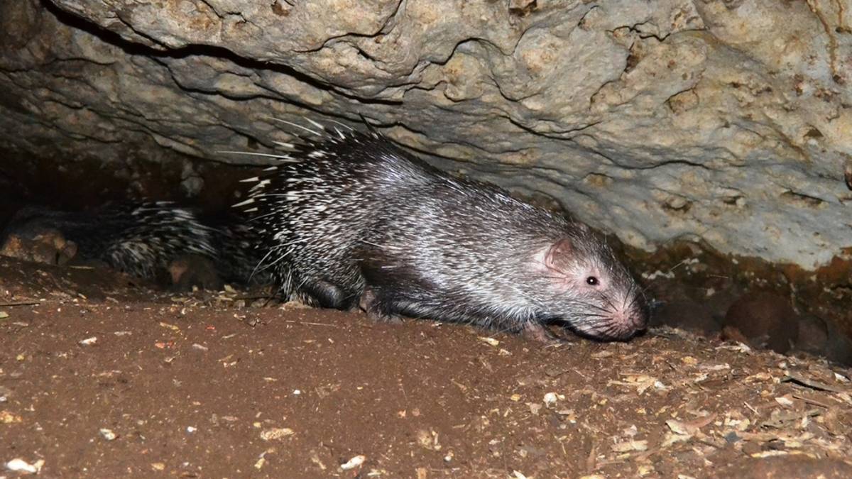 Landak Jawa (Hystrix javanica), Hewan Berduri yang Kian Langka