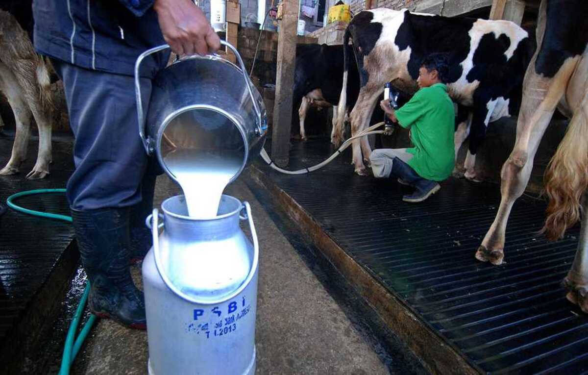Ribuan Peternak Sapi Perah di Jatim Diandalkan Jadi Pemasok Produk FMCG ...