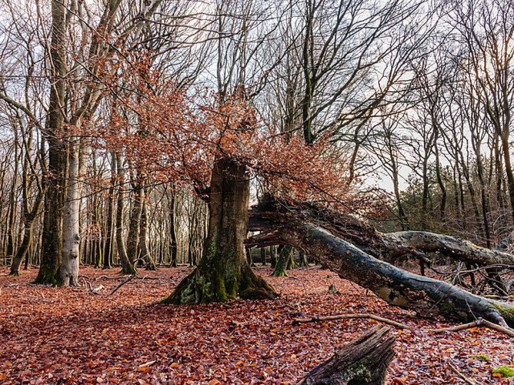 Apa itu Teori Biodiversitas pada Tanaman