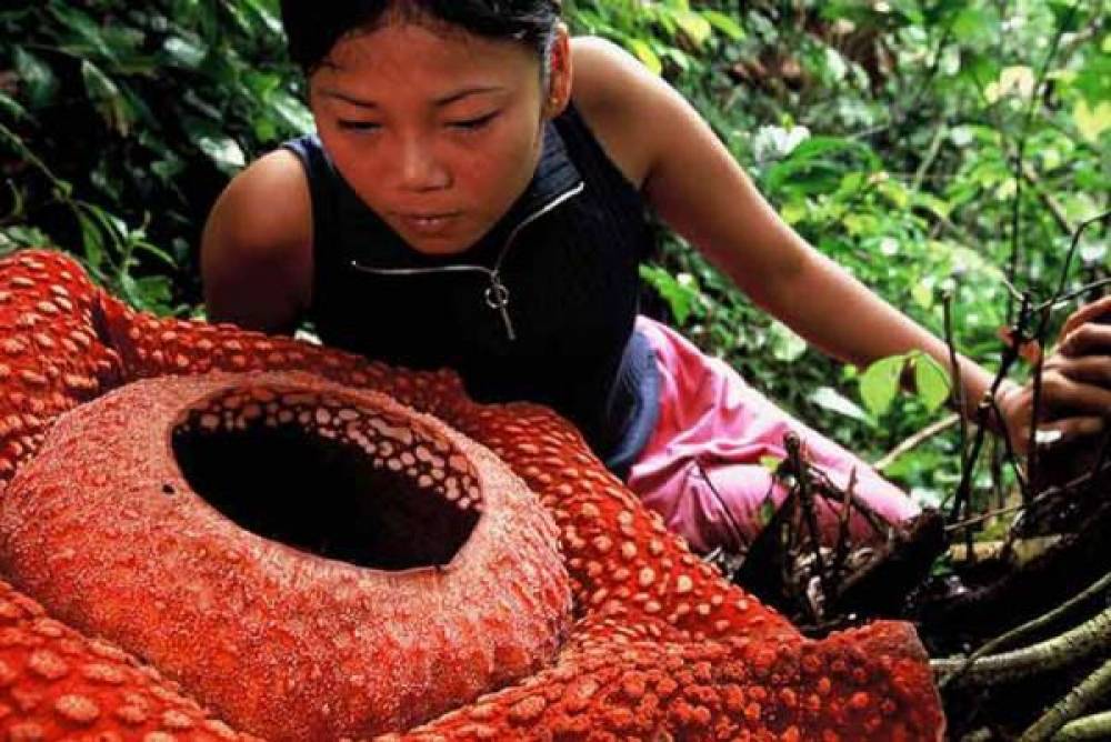 Banyak yang Salah Sangka. Rafflesia Bukanlah Bunga Bangkai