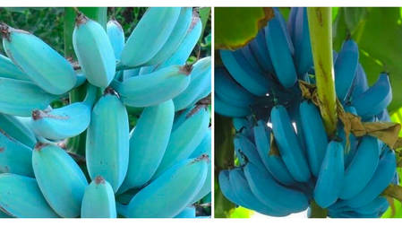 Blue Java Banana: Indah Warnanya, Bagaimana Dengan Rasanya