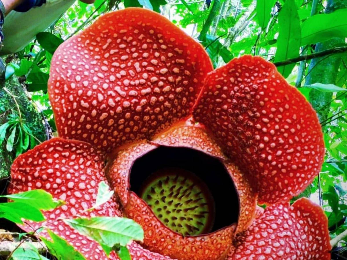 Eksotisme Rafflesia Arnoldii, Flora Indonesia yang Harus Dilestarikan