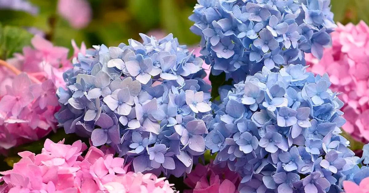 Bunga Panca Warna: Dari Mitos hingga Cara Merawatnya