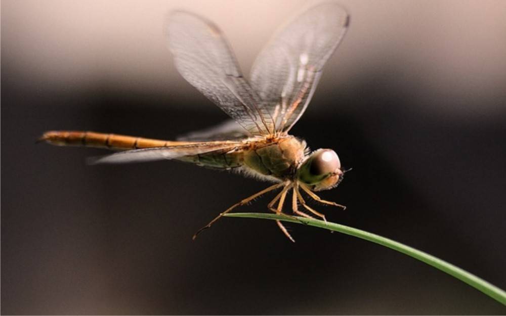 Si Jagoan Mungil Penjaga Air Untuk Manusia