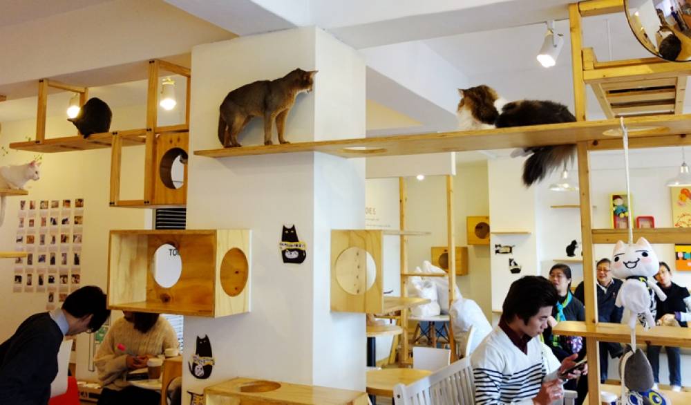 Cat Cafe Pertama di Indonesia