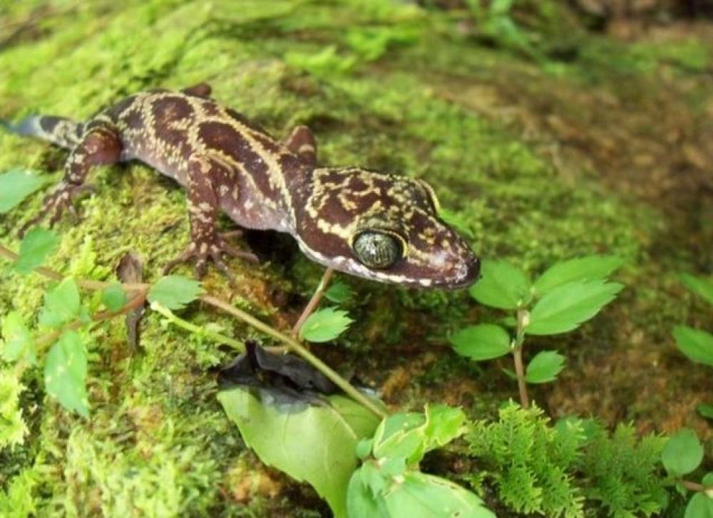 LIPI Temukan Spesies Baru Cicak Berpola Seperti Batik, Seperti Apa ...