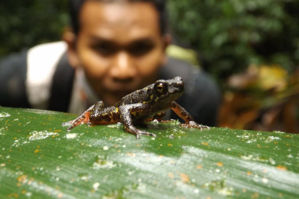Jenis Baru Kodok yang Buktikan Indonesia Kaya Ragam Hayati