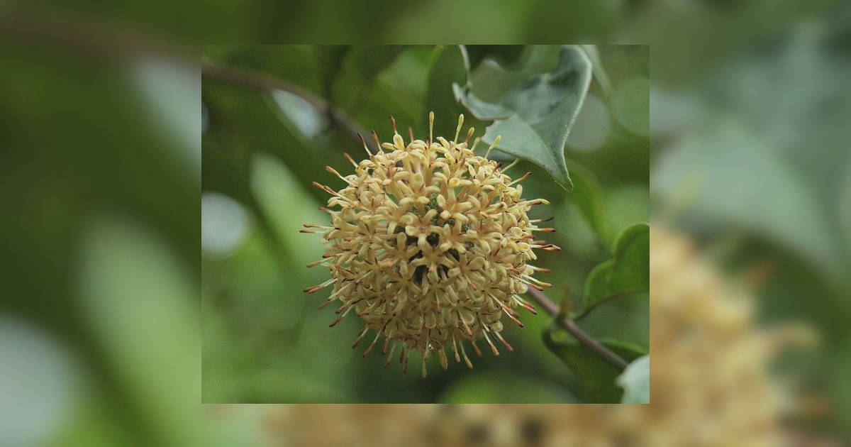 Mengungkap Kekayaan Alam Indonesia: Keajaiban Tanaman Gambir Dan Segala ...
