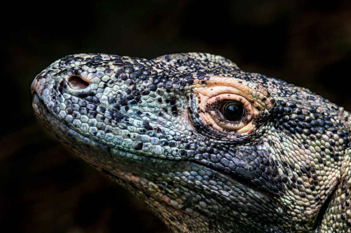 Terungkap! Rahasia Kekuatan Gigitan Gigi Tajam Komodo yang Mirip Gergaji Terungkap! Rahasia Kekuatan Gigitan Gigi Tajam Komodo yang Mirip Gergaji