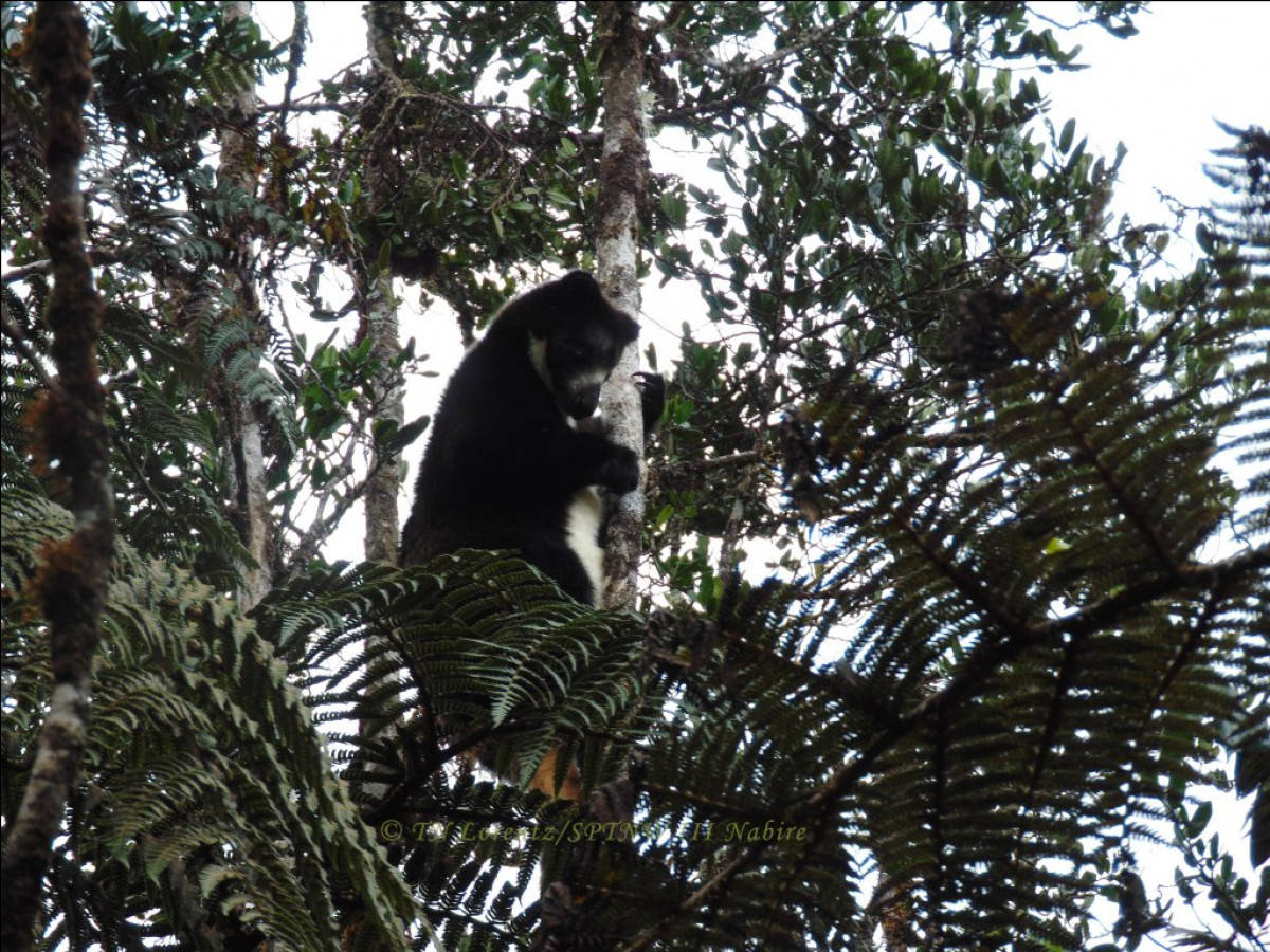 Dingiso, Kanguru dari Papua yang Jadi Hewan Keramat