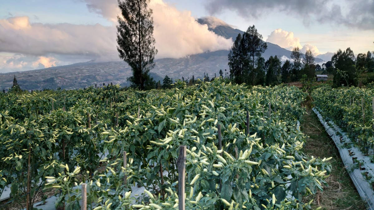 Inspirasi Desa Bansari, Sukses Terapkan Smartfarming hingga Menjadi ...