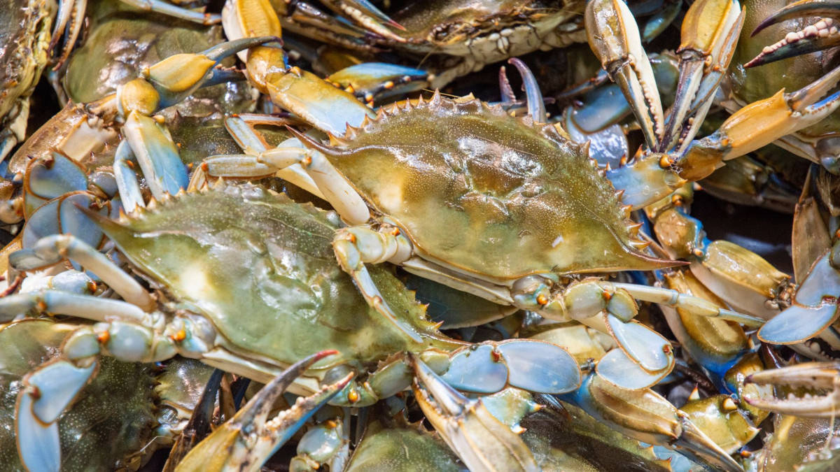 Kupas Tentang Crab Mentality: Mental ala Kepiting pada Manusia