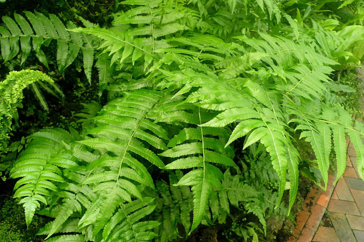 Pakis Sayur dan Manfaatnya untuk Mengatasi Diabetes Melitus