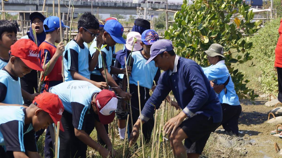 Penanaman Mangrove Tim PKM-PM UNDIP 'My Coastal' bersama Kelompok Camar ...