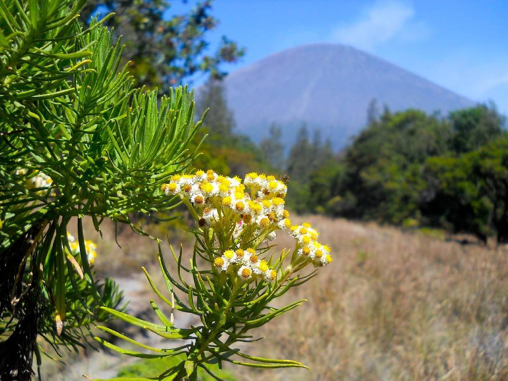 Keindahan Bunga Edelweis di Kawasan Gunung Bromo