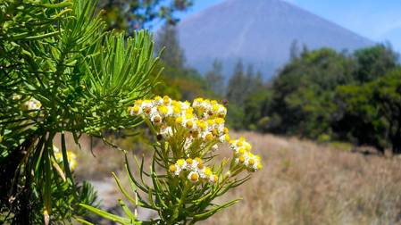 Keindahan Bunga Edelweis di Kawasan Gunung Bromo