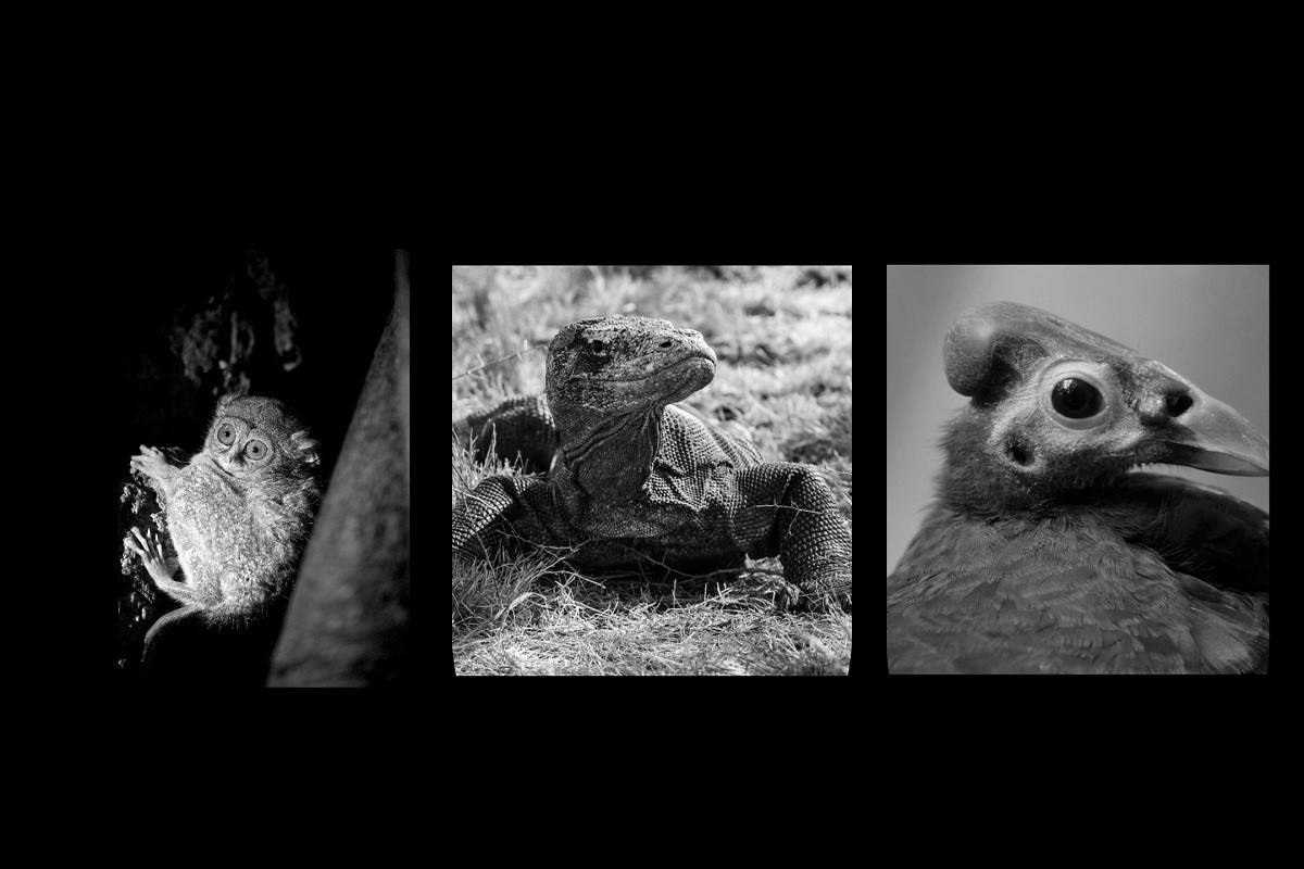 Apa itu Fauna Peralihan? Simak Ciri, Contoh, dan Habitatnya