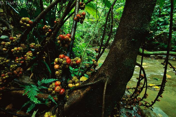 Tak Banyak yang Tahu, inilah Tumbuhan Maskot Sulawesi Utara