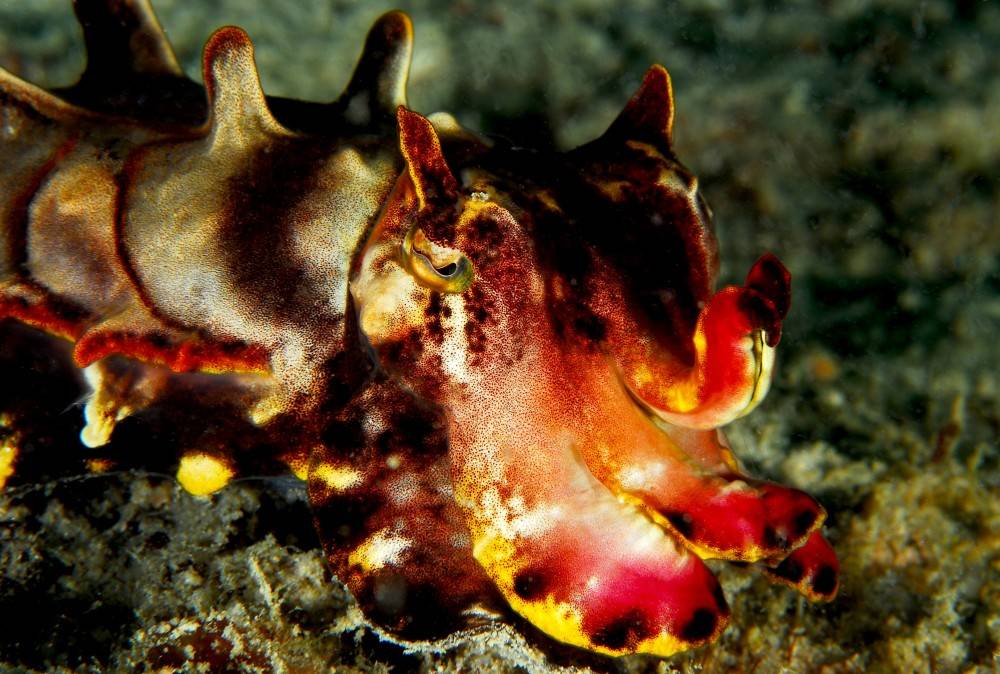 Indahnya Flamboyan Cuttlefish, Si Sotong Warna Warni