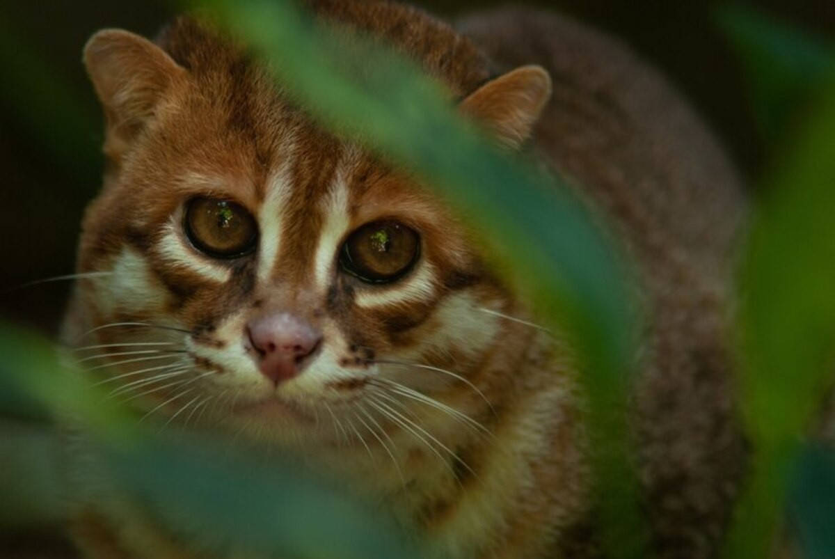 Kucing Liar Dilindungi Masih Terancam Meski Upaya Konservasi Terus ...