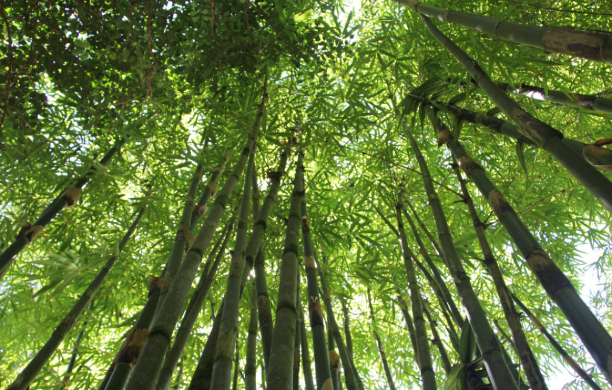 Badie Balantak, Permainan Tradisional dari Sumatra Barat yang Berbahan ...