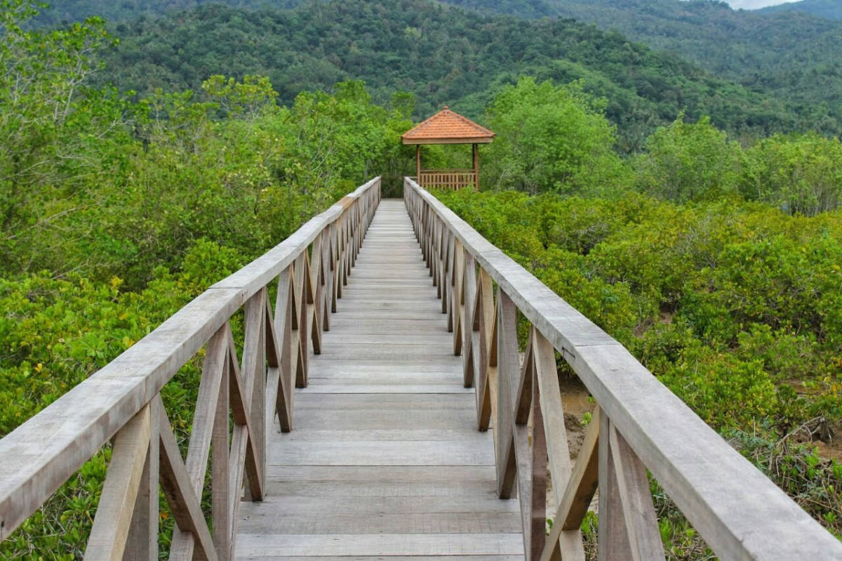 Wisata Pencegah Abrasi, 7 Wisata Mangrove Terindah di Indonesia