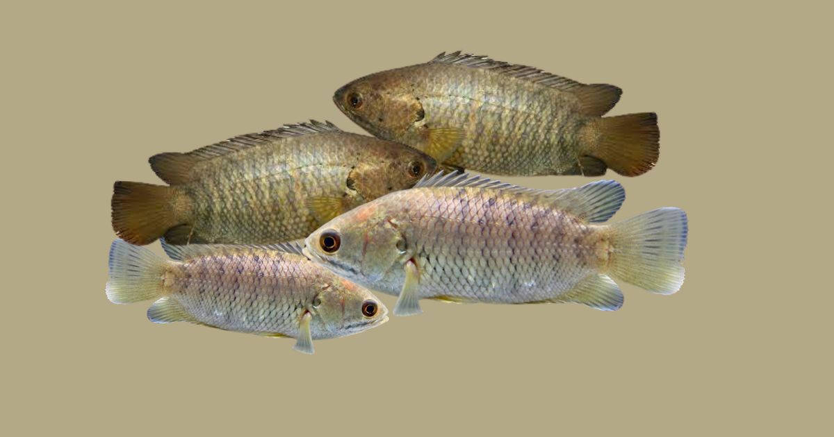 Mengenal Ikan Betok, dari Taksonomi, Manfaat Hingga Tips Budidayanya