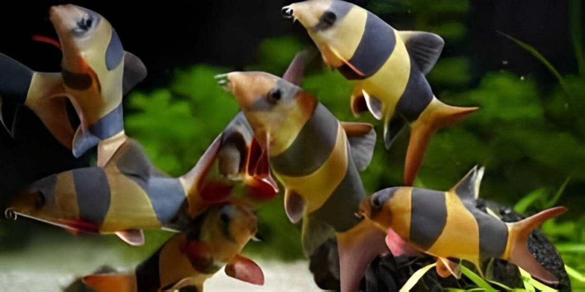 Kerap Dikira Mati saat Tidur, Inilah Ikan Botia Endemik Perairan Kalimantan