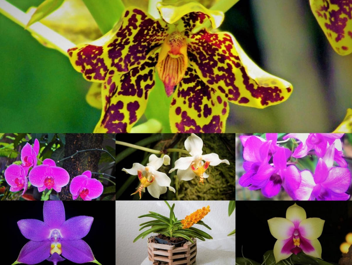 7 Jenis Anggrek yang Cantik dan Memesona