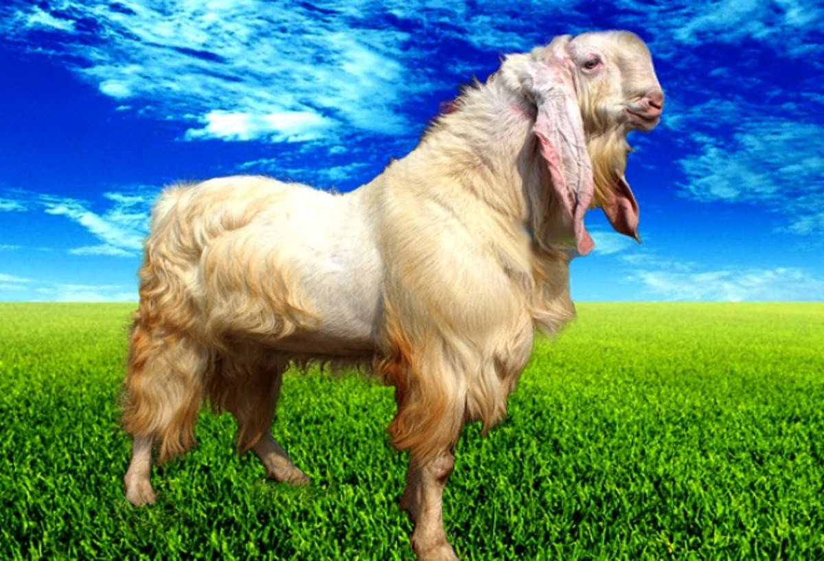 Kenali Kambing Senduro, Simak Bagaimana Cara Beternaknya!