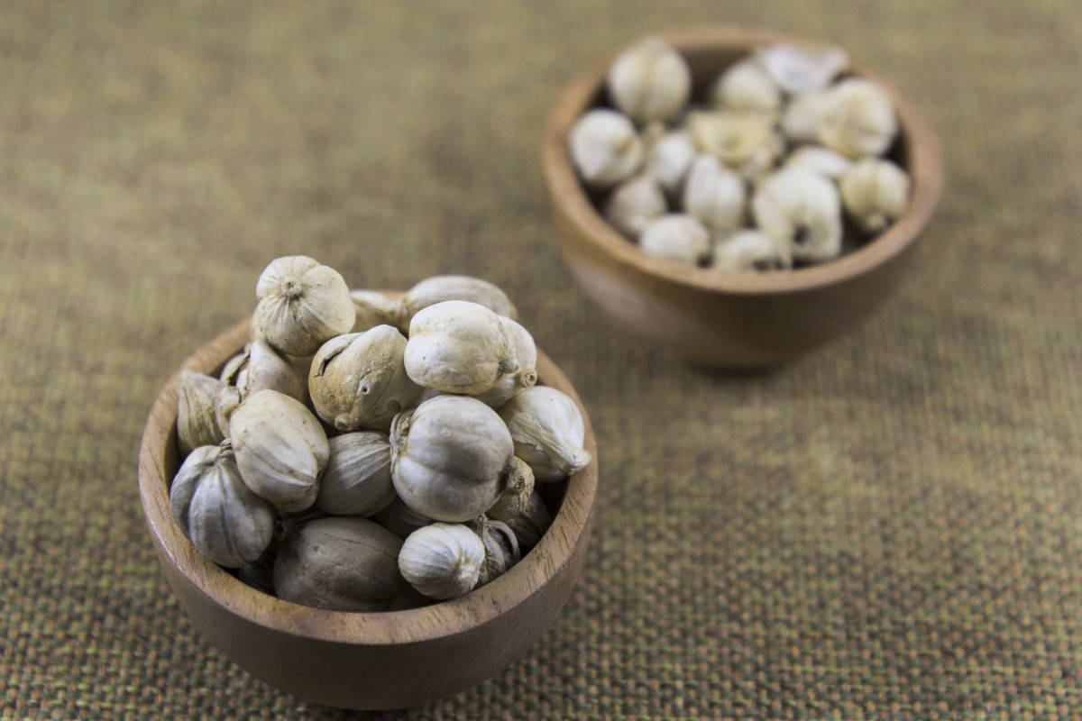 Kapulaga, Ratunya Rempah yang Tak Hanya Lezat, Tapi Juga Kaya Manfaat