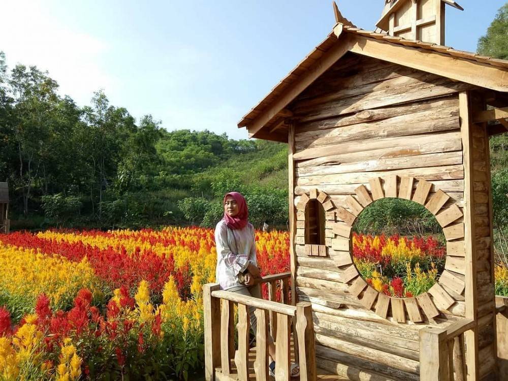 Bunga Khas Eropa Ini Mempercantik Kabupaten Gunungkidul