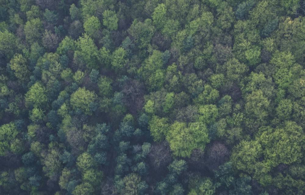 Wow Akan ada Kebun Raya Baru di Kalimantan, Terbesar di Indonesia