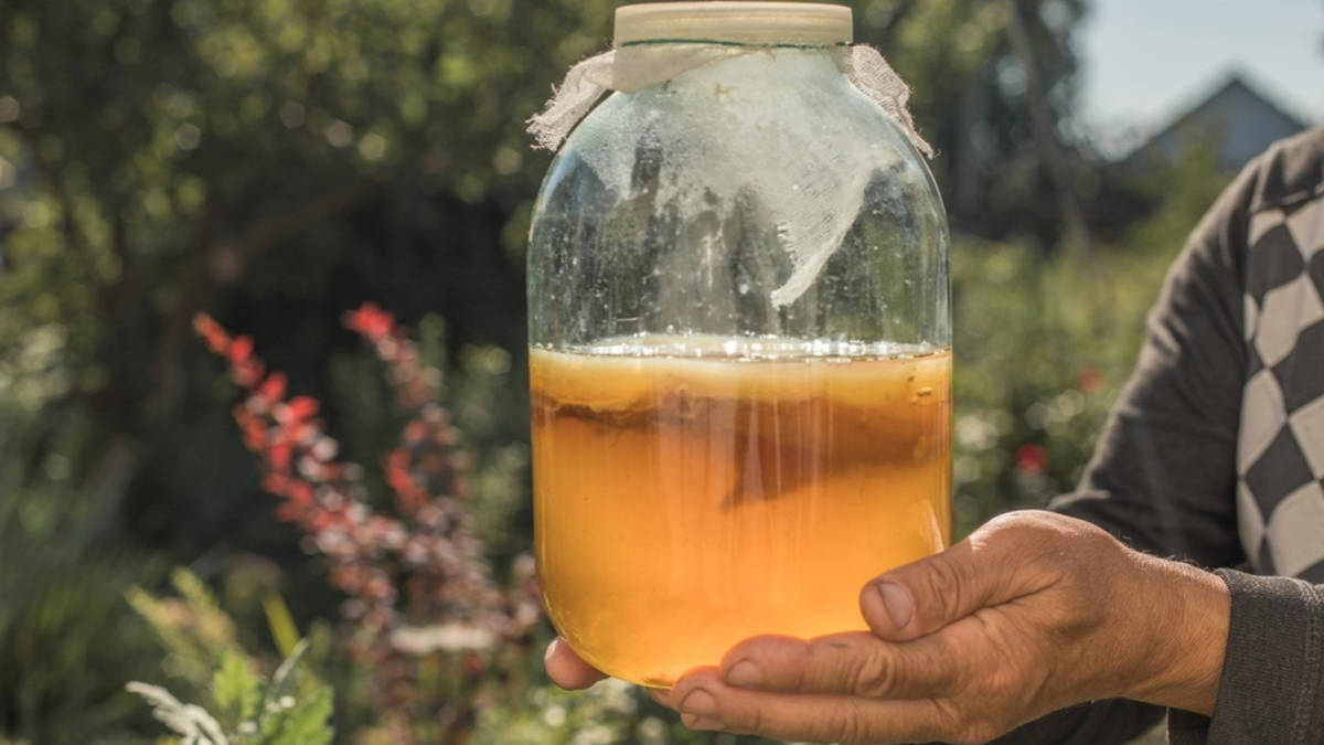 Kombucha, Teh Jamur Berkhasiat Tinggi dari Abad 220 SM