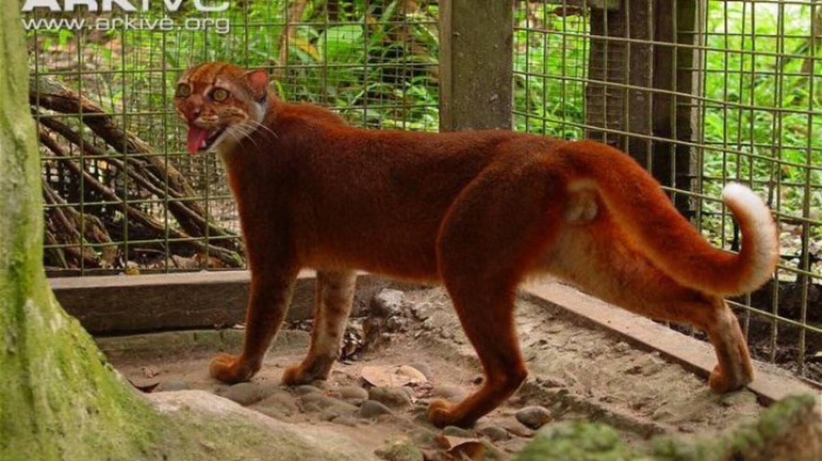 Mengenal Kucing Endemik Kalimantan, Si Merah Misterius dari Borneo