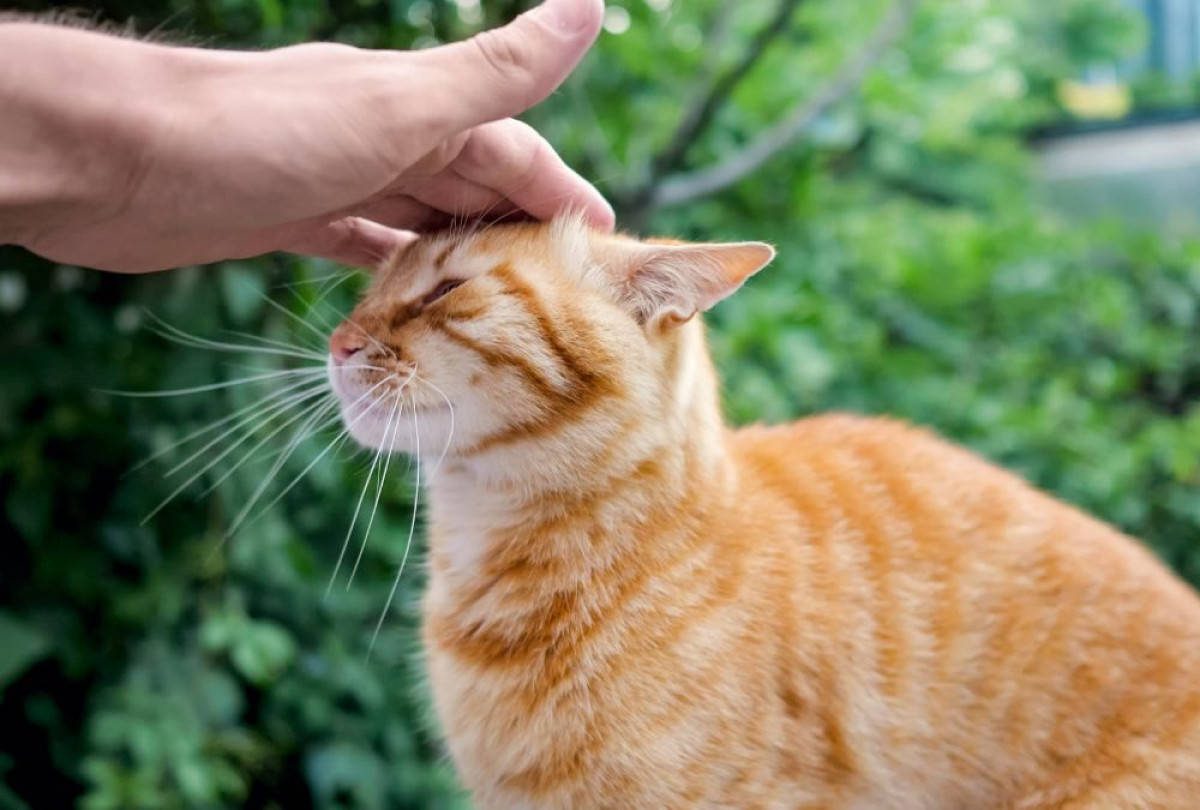 Apa yang Membuat Kucing Oren Begitu Spesial?