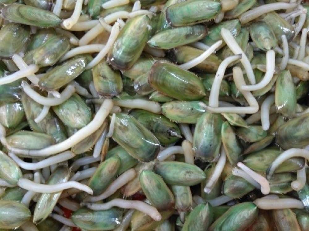 Potensi Tebalan Sebagai Antibakteri