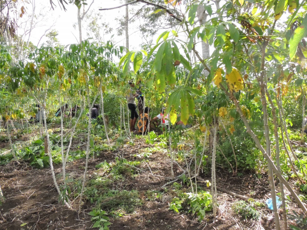 Enbal, Singkong Beracun Kesukaan Warga Kei