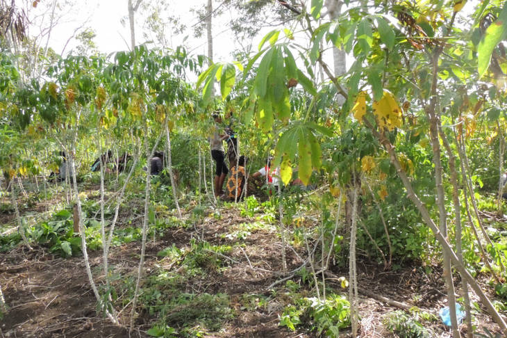 Enbal, Singkong Beracun Kesukaan Warga Kei